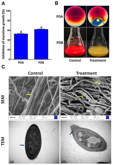 Biocontrol Efficacy of Endophyte Pseudomonas poae to Alleviate Fusarium ...