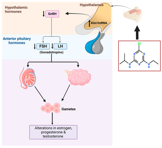 Atrazine Toxicity: The Possible Role of Natural Products for Effective ...