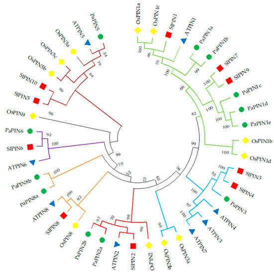 Characterization of the PIN Auxin Efflux Carrier Gene Family and Its ...