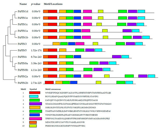 Characterization of the PIN Auxin Efflux Carrier Gene Family and Its ...