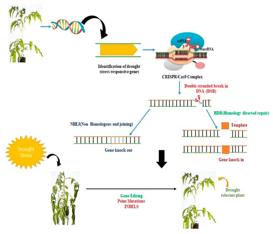 Enhancing Crop Resilience to Drought Stress through CRISPR-Cas9 Genome Editing