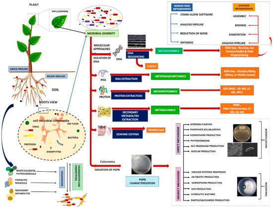 The Microbial Connection to Sustainable Agriculture
