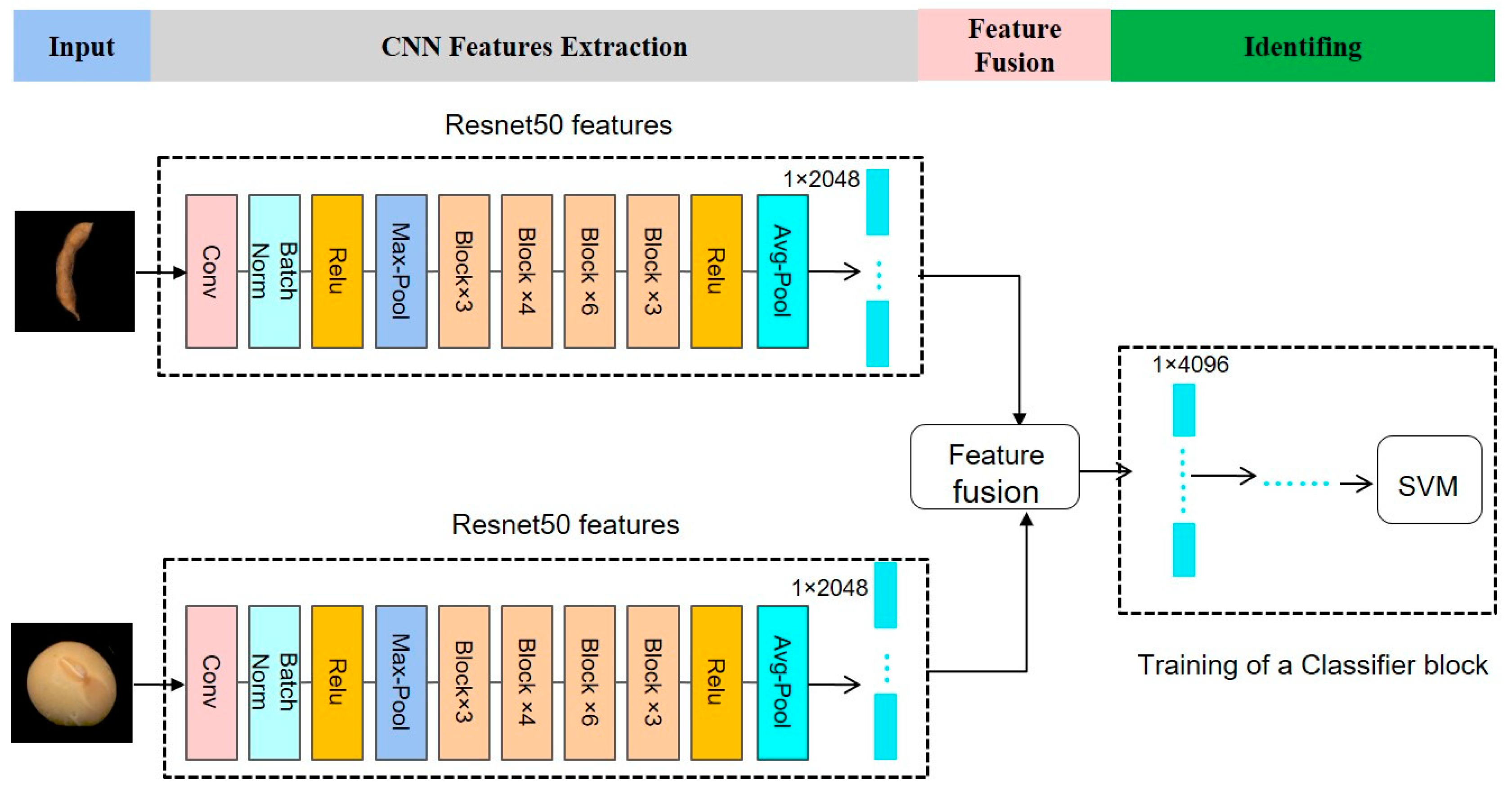 Identification of Soybean Mutant Lines Based on Dual-Branch CNN Model ...