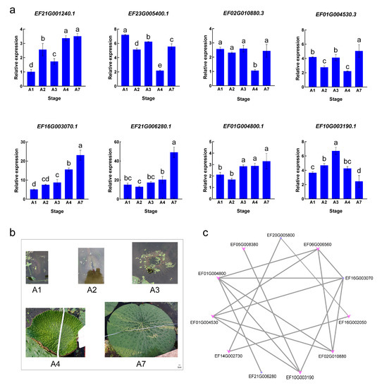 Characterization and Coexpression Analysis of the TIFY Family Genes in ...