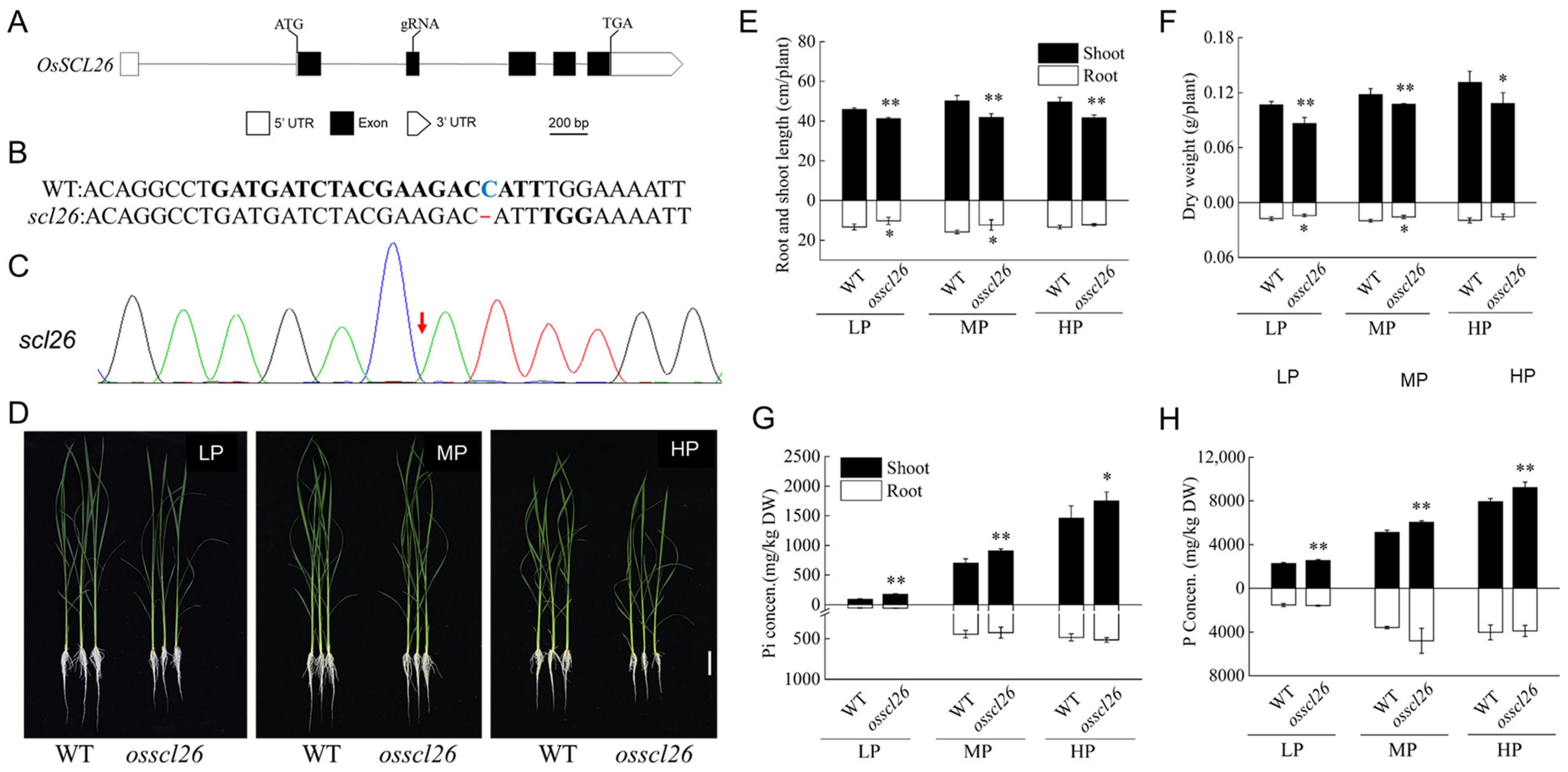 The Splicing Factor OsSCL26 Regulates Phosphorus Homeostasis in Rice