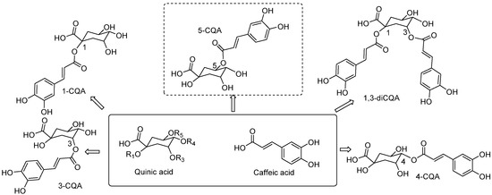 Plants | Free Full-Text | Determination of Caffeoylquinic Acids Content ...