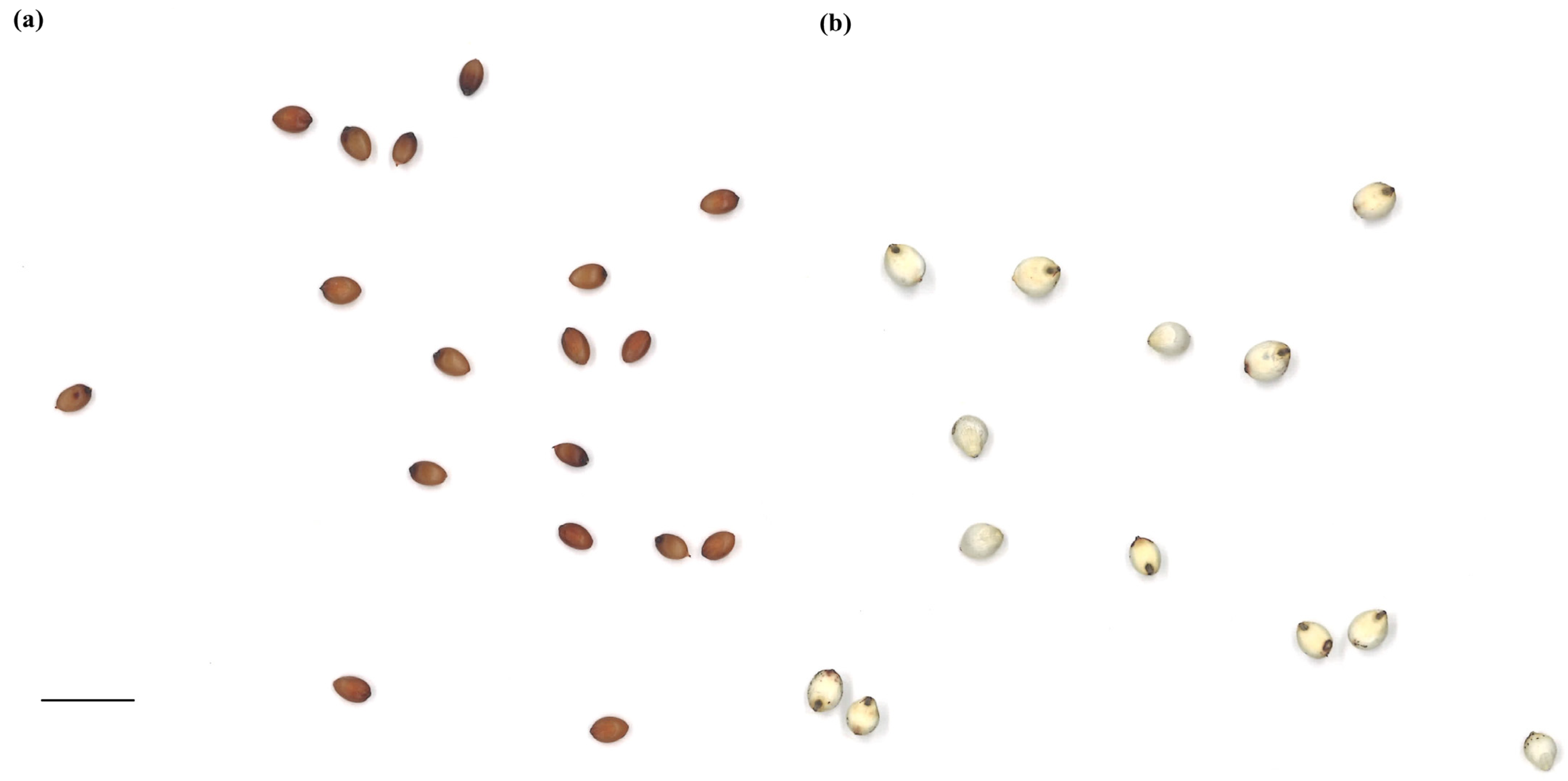 Genome-Wide Association Study of Seed Morphology Traits in Senegalese ...