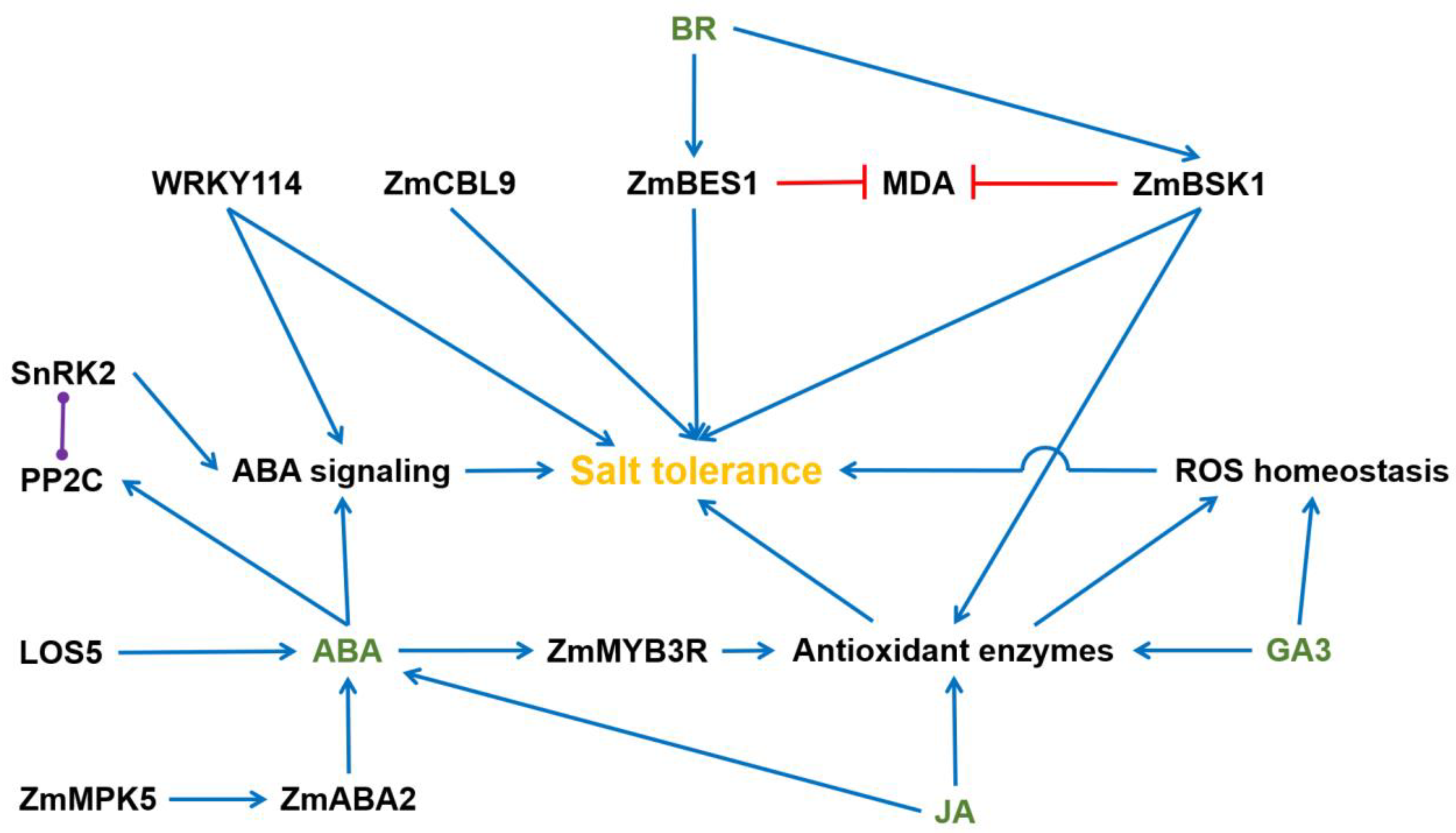 Research Progress on the Mechanism of Salt Tolerance in Maize: A ...