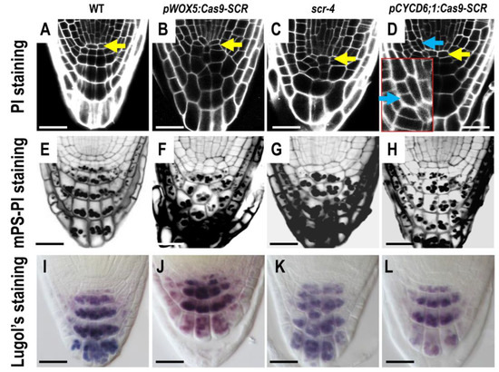 CRISPR/Cas9 Based Cell-Type Specific Gene Knock-Out in Arabidopsis Roots