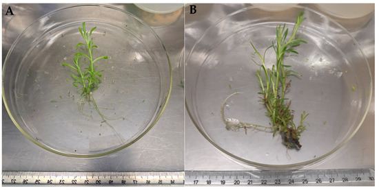 A First Approach for the Micropropagation of the Edible and Medicinal ...