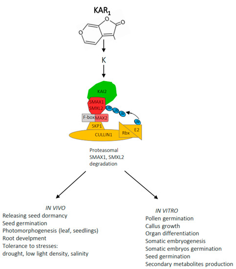Plant-Derived Smoke and Karrikin 1 in Seed Priming and Seed Biotechnology