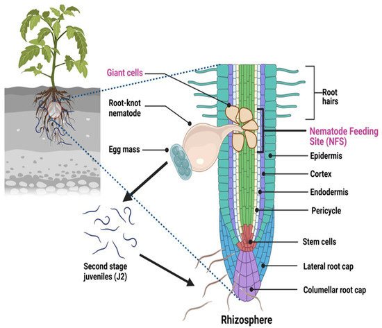 Biotechnological Tools to Elucidate the Mechanism of Plant and Nematode ...