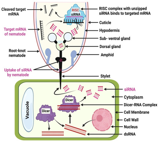 Biotechnological Tools to Elucidate the Mechanism of Plant and Nematode ...