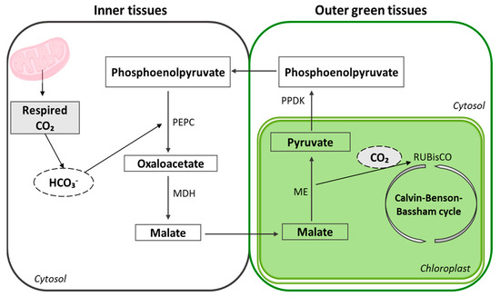 Fruit Photosynthesis: More to Know about Where, How and Why