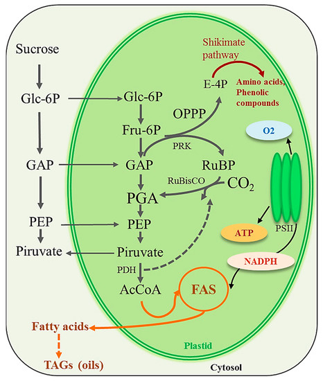 Fruit Photosynthesis: More to Know about Where, How and Why
