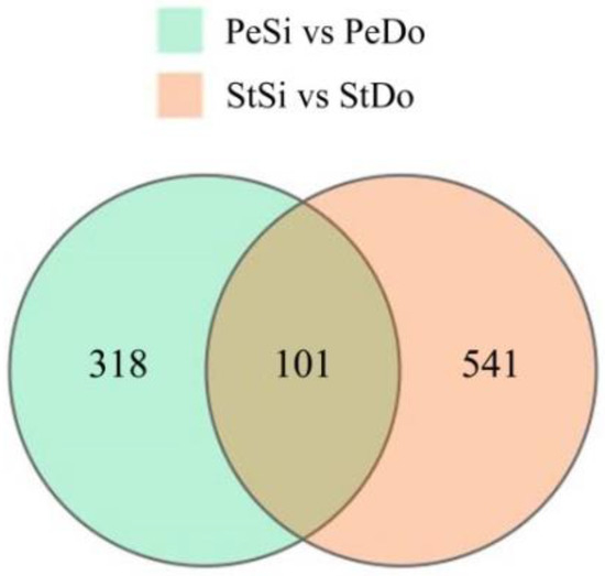 Combined Transcriptome and Proteome Analysis Provides Insights into Petaloidy in Pomegranate