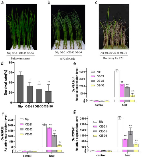 Overexpression of Rice Histone H1 Gene Reduces Tolerance to Cold and ...