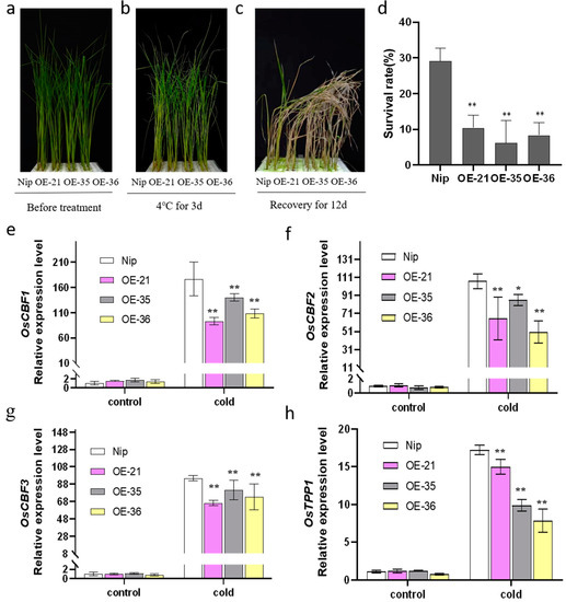 Overexpression of Rice Histone H1 Gene Reduces Tolerance to Cold and ...