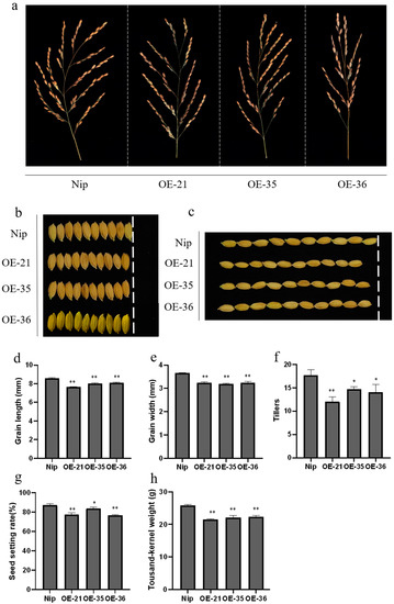 Overexpression of Rice Histone H1 Gene Reduces Tolerance to Cold and ...