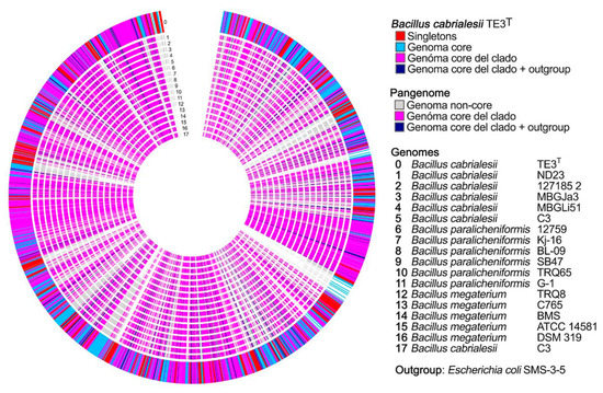 Bacillus cabrialesii: Five Years of Research on a Novel Species of ...