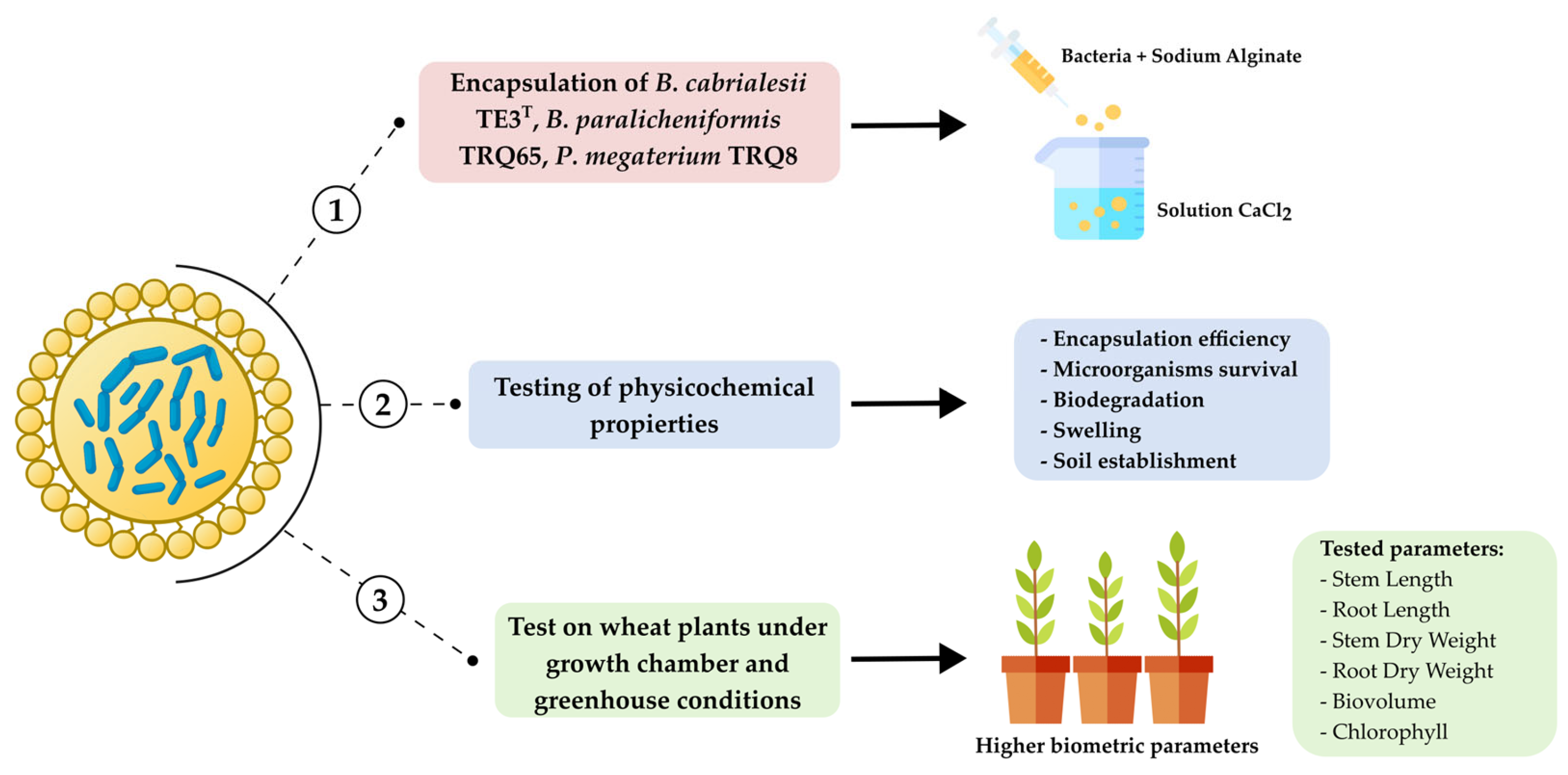 Bacillus cabrialesii: Five Years of Research on a Novel Species of ...