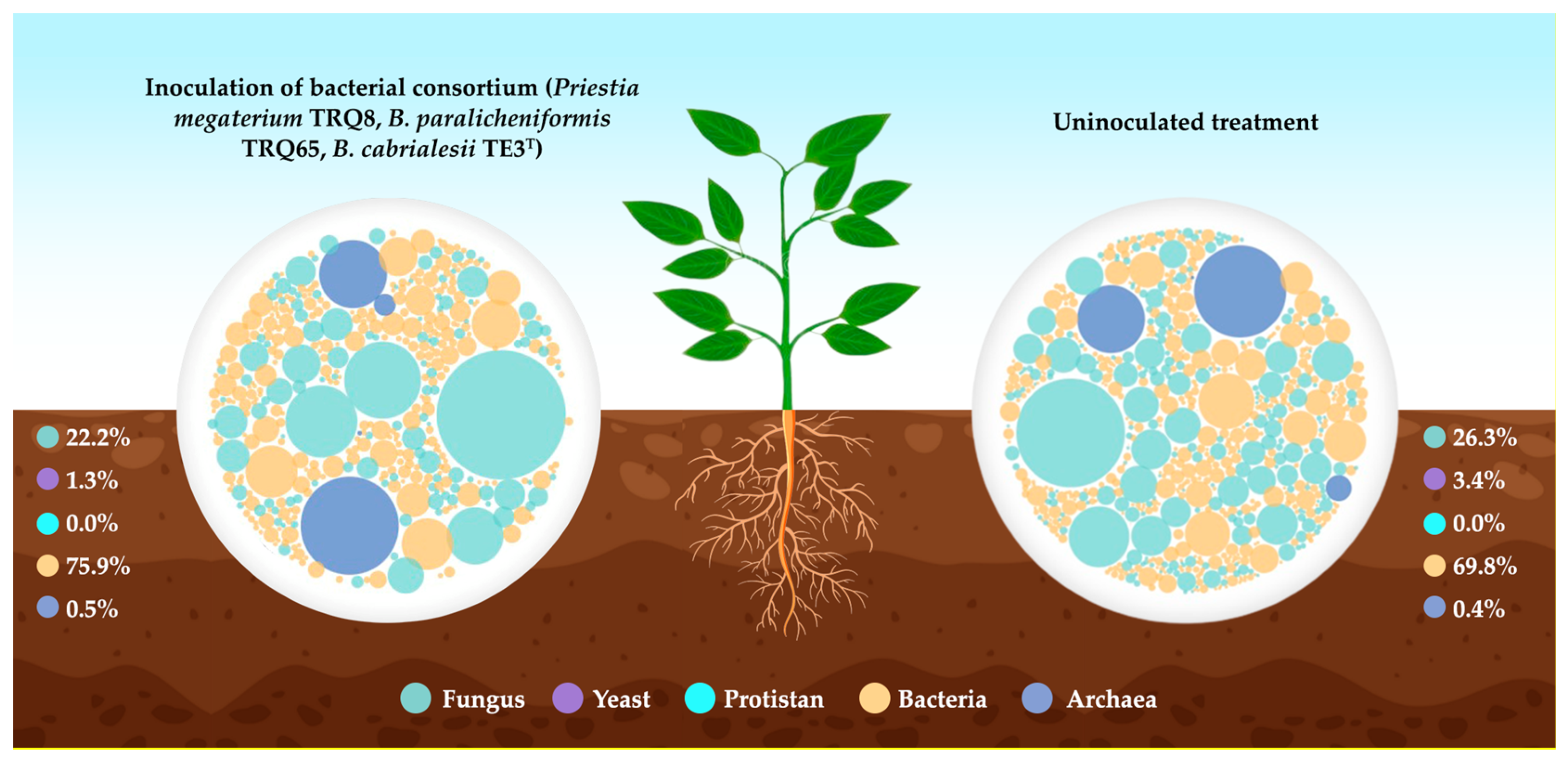Bacillus cabrialesii: Five Years of Research on a Novel Species of ...