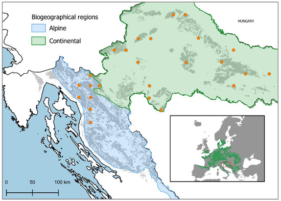 Radial Increment of Beech (Fagus sylvatica L.) Is under a Strong Impact ...