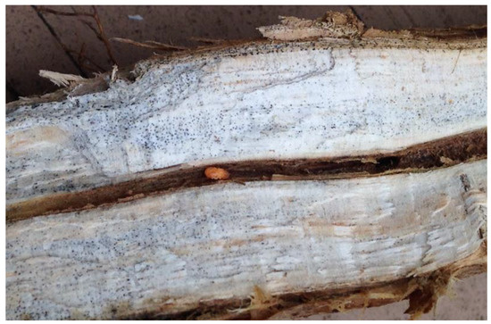 Susceptibility of the Most Popular Soybean Cultivars in South-East ...