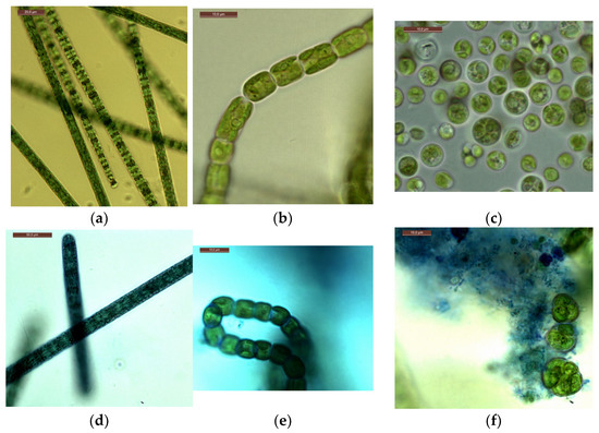 The Influence of Elevated CO2 Concentrations on the Growth of Various ...
