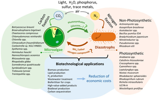 Microalgal and Nitrogen-Fixing Bacterial Consortia: From Interaction to Biotechnological Potential