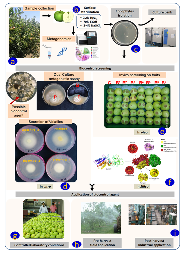 Biocontrol Screening of Endophytes: Applications and Limitations