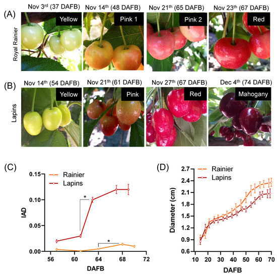 ABA Biosynthesis- and Signaling-Related Gene Expression Differences ...