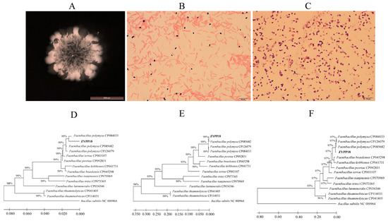 Characterization of Antagonistic Bacteria Paenibacillus polymyxa ZYPP18 ...
