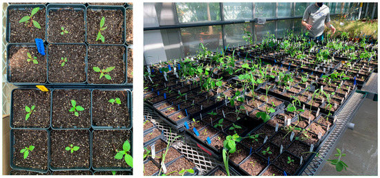 Distinguishing the Effects of Stress Intensity and Stress Duration in ...