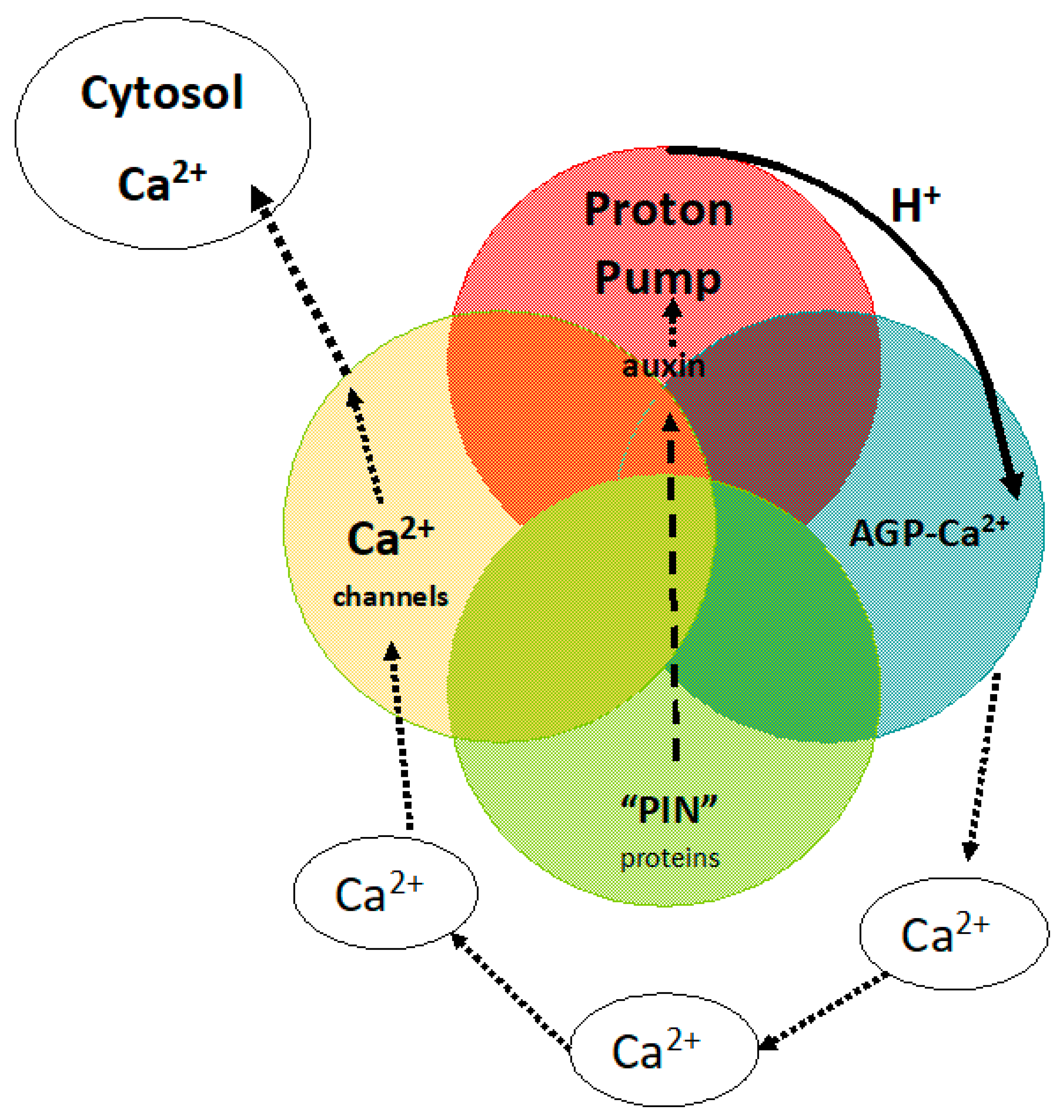 The Growth Oscillator and Plant Stomata: An Open and Shut Case