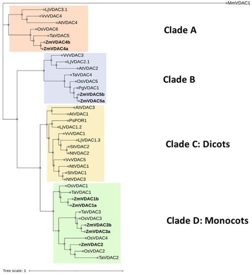 Identification and Characterization of VDAC Family in Maize