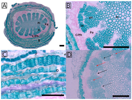 Anatomical and Biomechanical Properties of the Junction between Stem ...