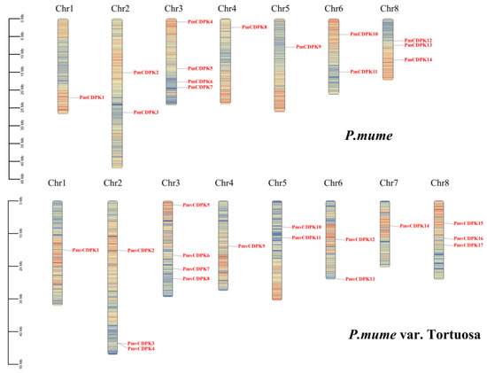 Whole-Genome Identification of Regulatory Function of CDPK Gene ...