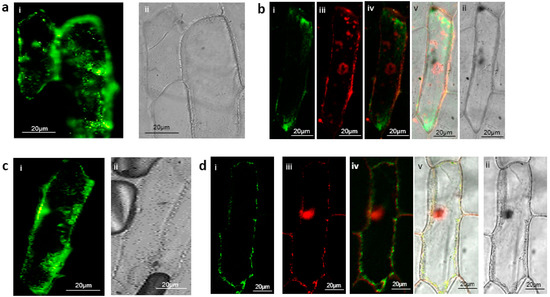 Protein–Protein Interactions and Quantitative Phosphoproteomic Analysis Reveal Potential ...