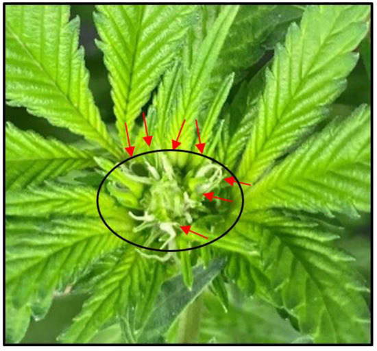 Plants | Free Full-Text | Is Twelve Hours Really the Optimum ...