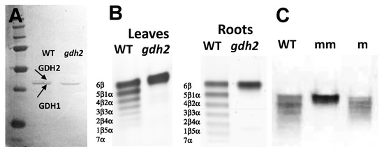The Key Role of Glutamate Dehydrogenase 2 (GDH2) in the Control of ...