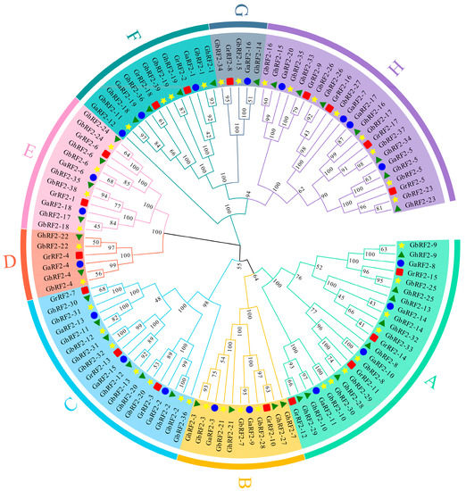 Genome-Wide Identification and Functional Analysis of RF2 Gene Family ...