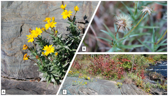 Pityopsis ruthii: An Updated Review of Conservation Efforts for an ...