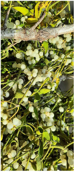 The Antioxidant Activity of Mistletoes (Viscum album and Other Species)