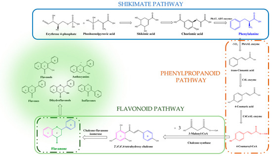 Flavonoids: Overview of Biosynthesis, Biological Activity, and Current Extraction Techniques
