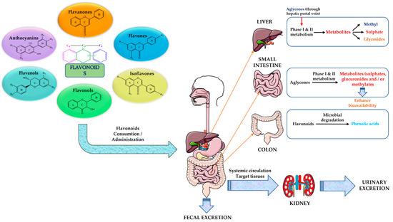 Flavonoids: Overview of Biosynthesis, Biological Activity, and Current Extraction Techniques
