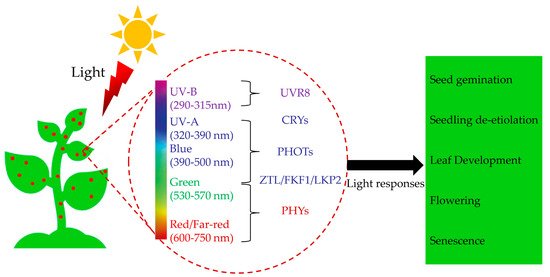 The Role of Light Quality in Regulating Early Seedling Development