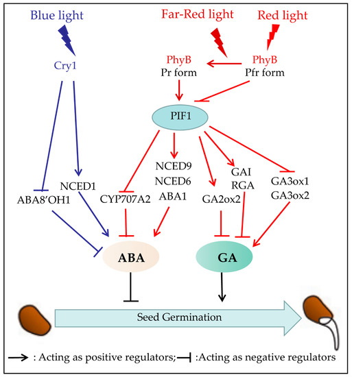 The Role of Light Quality in Regulating Early Seedling Development