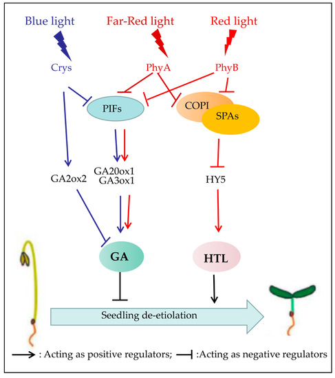 The Role of Light Quality in Regulating Early Seedling Development