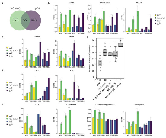 TM3 and STM3 Promote Flowering Together with FUL2 and MBP20, but Act ...